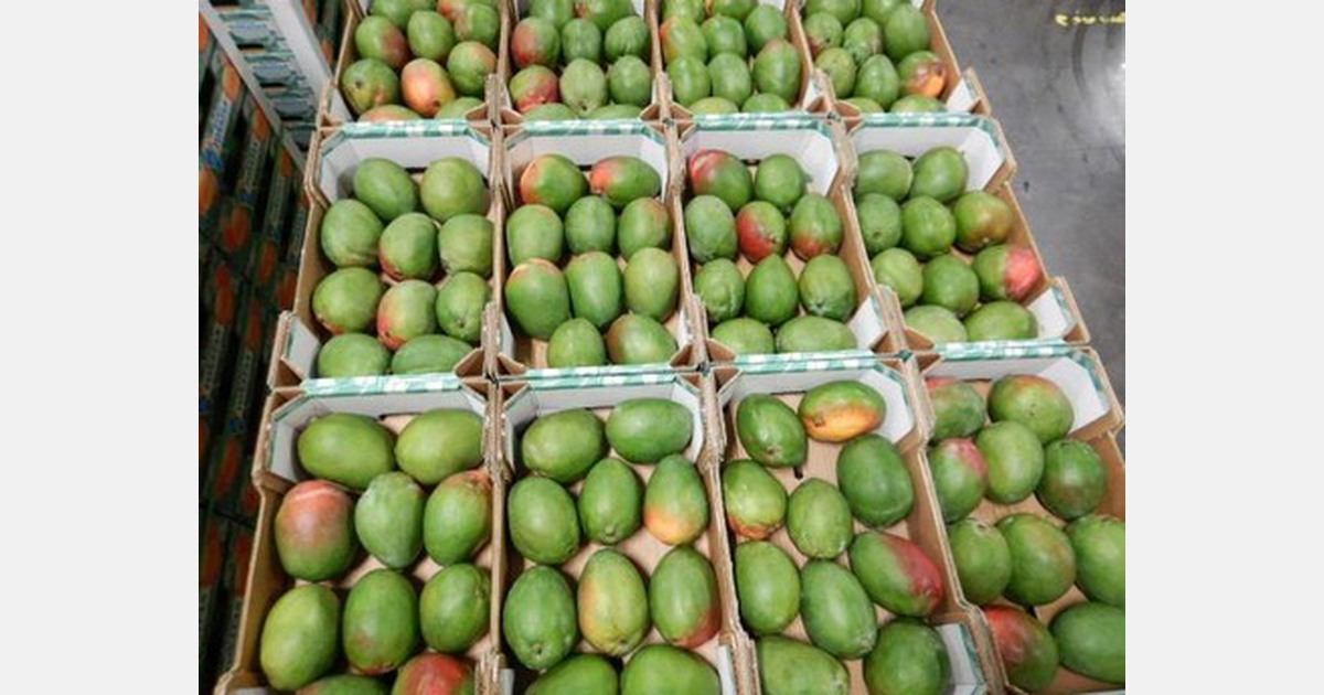 "La temporada de mango de Senegal terminó antes: apenas hay mangos ...