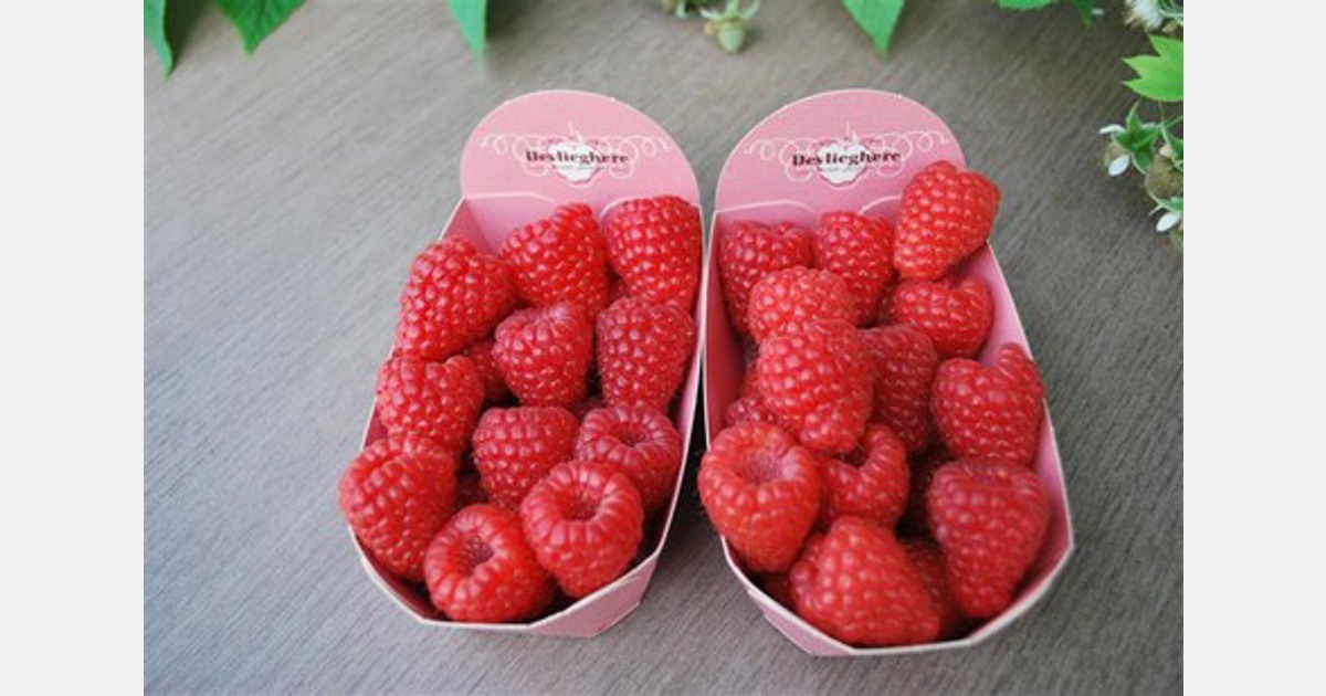 “La demanda de frambuesas se ha disparado en Bélgica”