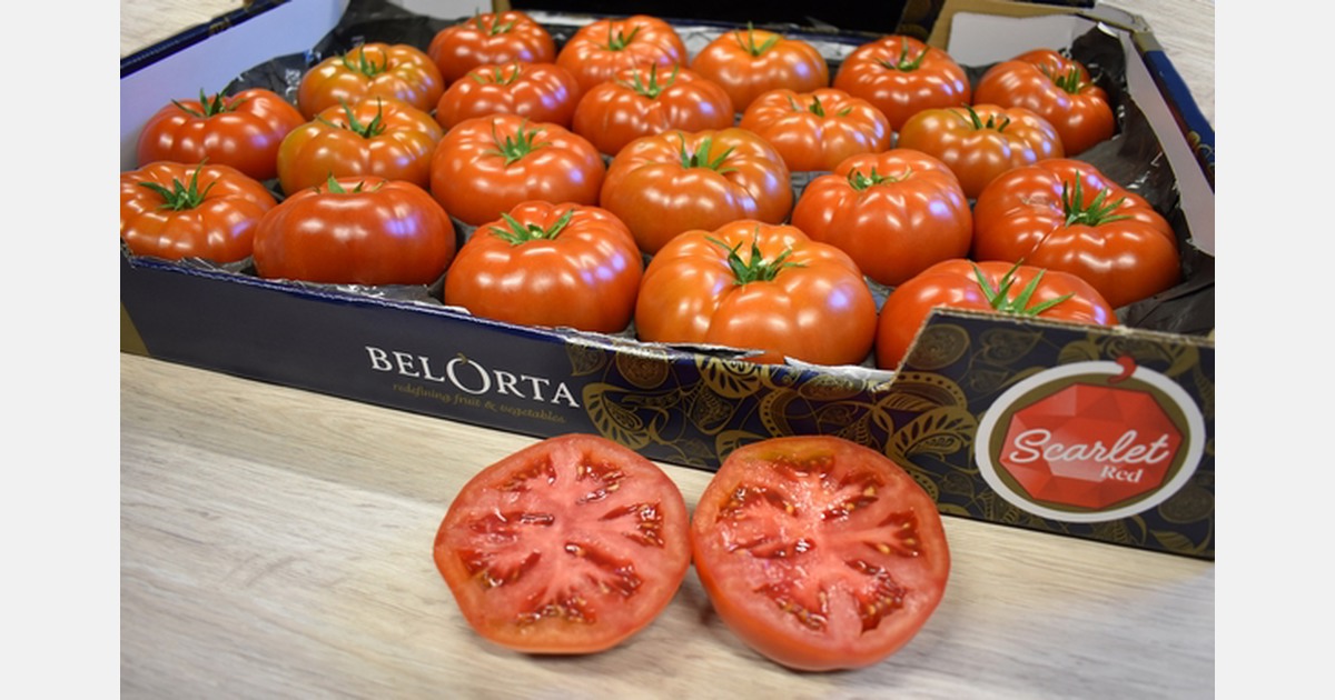 BelOrta presenta el nuevo tomate carnoso Scarlet Red
