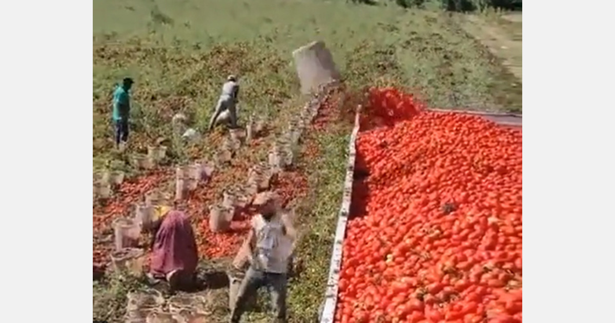 Precisión total en el lanzamiento de cubos de tomates de industria al ...