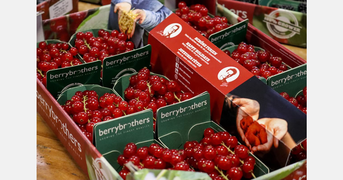"La grosella roja es popular tanto para el consumo como para la ...
