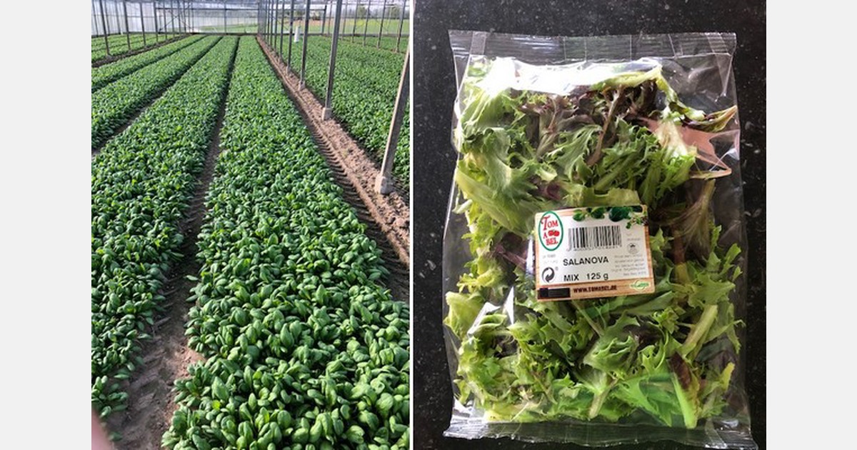 "La Salanova es un producto al que le vemos mucho potencial en los ...