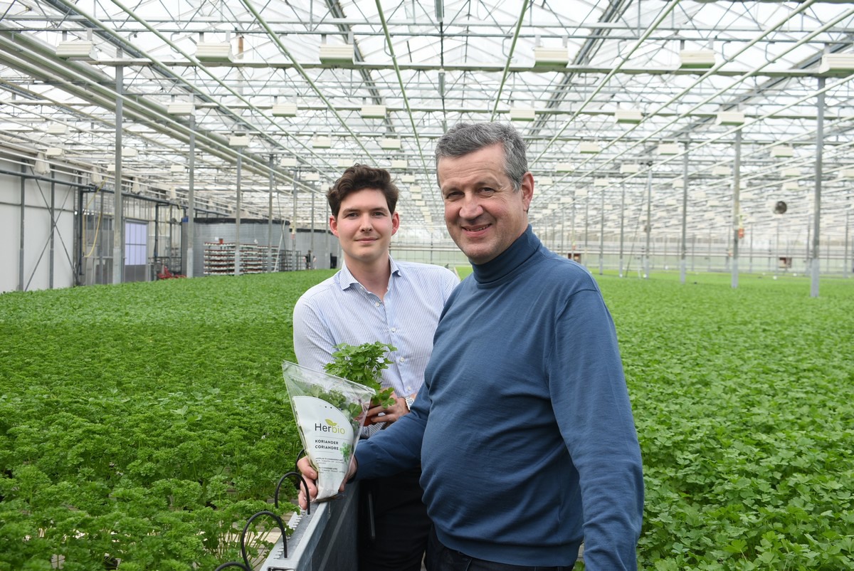 "Hierbas aromáticas en cepellón como nuevo concepto de hierbas ...