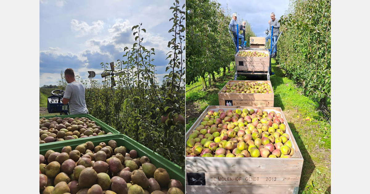 La pera Sweet Sensation recibe el Superior Taste Award