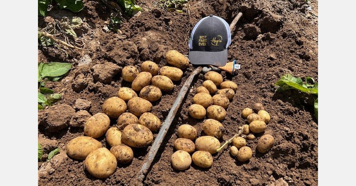 "La patata española presenta buena calidad pero menor rendimiento ...