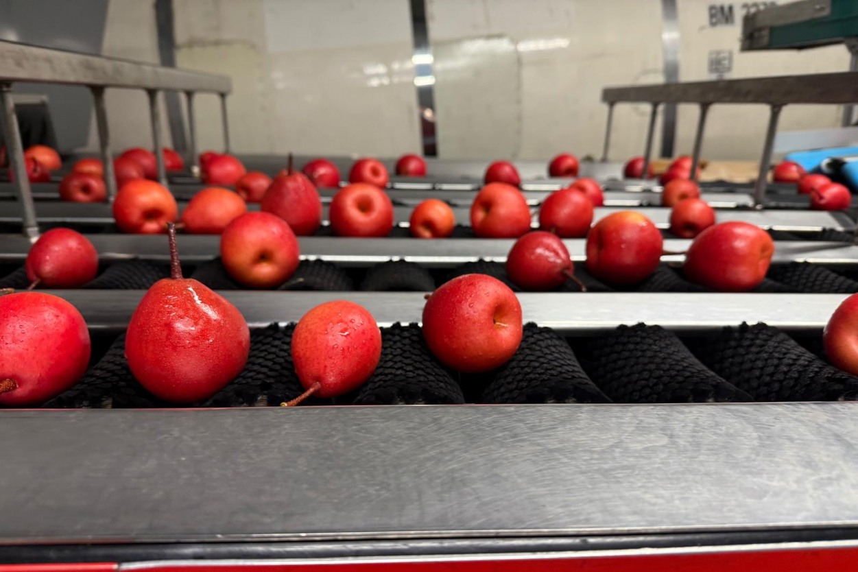 "Diciembre es el mes ideal de ventas para la PIQA Red, pero pronto no podremos limitarnos a un mes"