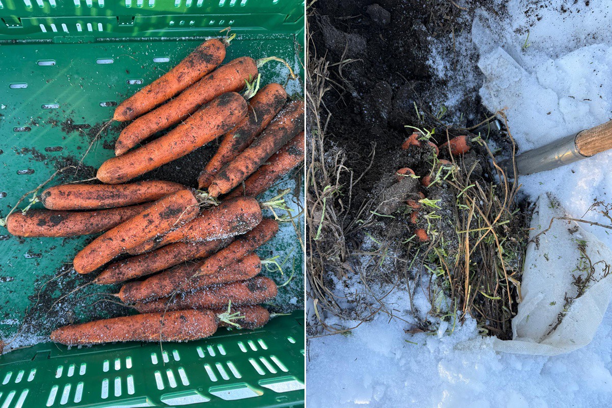 "No hay tantas existencias de zanahorias como el año pasado, pero la ...