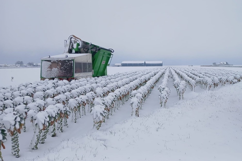 "La gran pregunta es cuánto daño han causado las heladas a las coles de ...