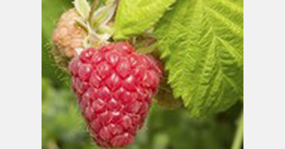 4 nuevas variedades de frambuesa para 2018