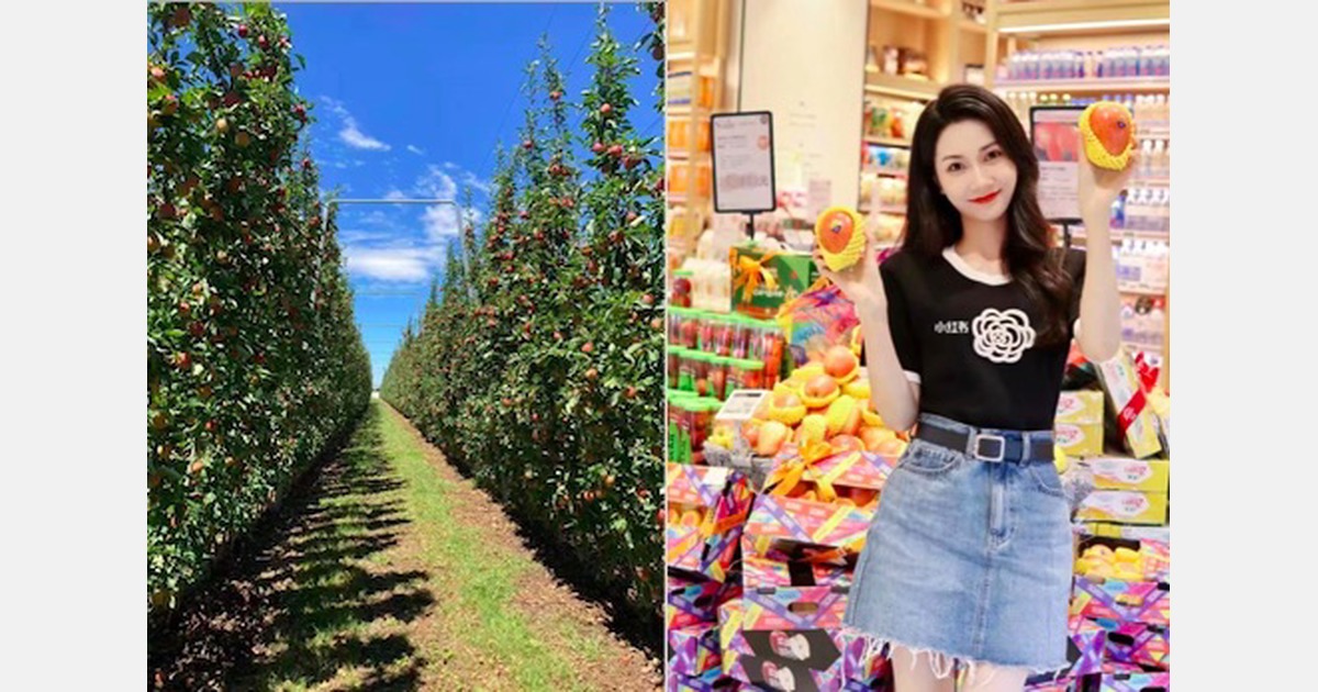 El volumen de ventas de manzanas Sonya de Nueva Zelanda en el mercado ...