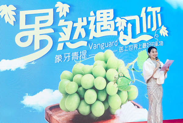 Vanguard, SNFL y Riverking lanzan conjuntamente nuevas uvas Ivory™ en China