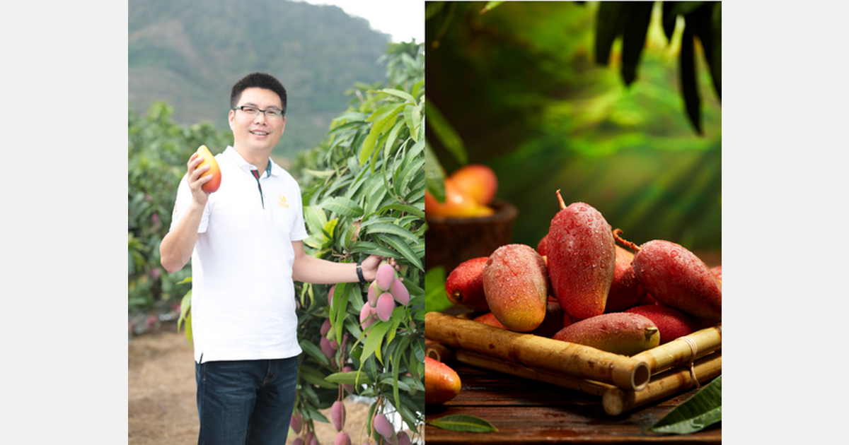 "El volumen de exportación del mango Guifei madurado en árbol de Sanya ...
