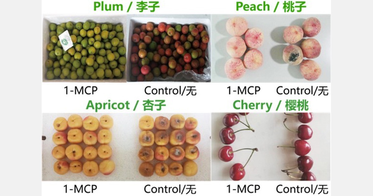 "Nuestras soluciones conservantes ayudan a prolongar la vida útil de la ...