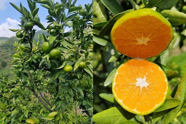 "Las exportaciones chinas de mandarinas Linhai están aumentando"