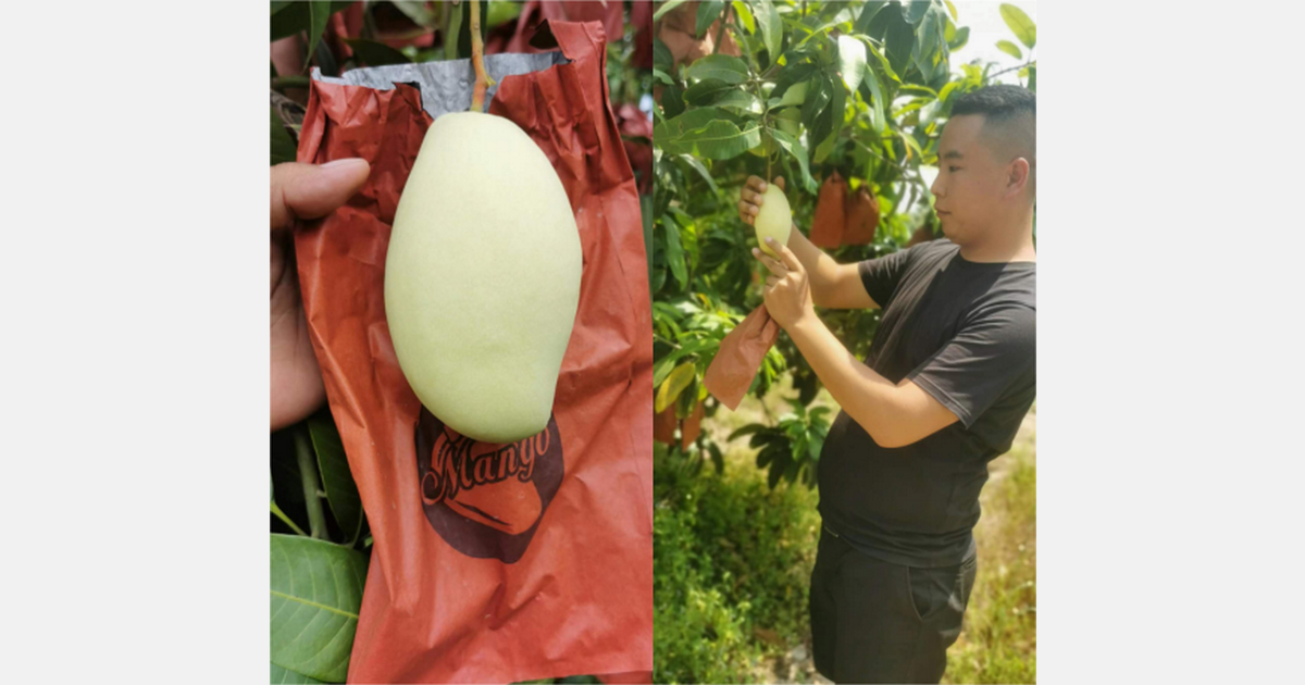 "Los mangos camboyanos que exportamos son populares en el mercado ruso"