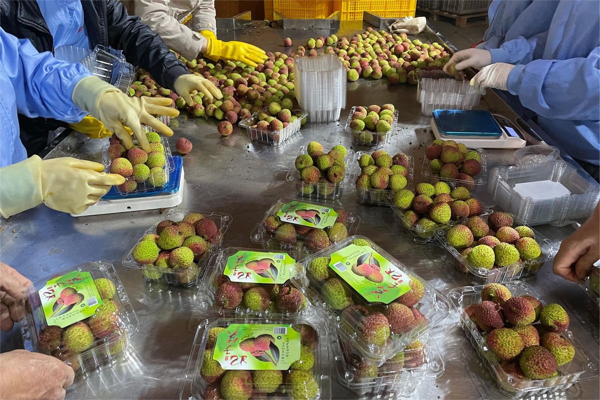 La producción de lichi se reducirá un 60% en Guangdong