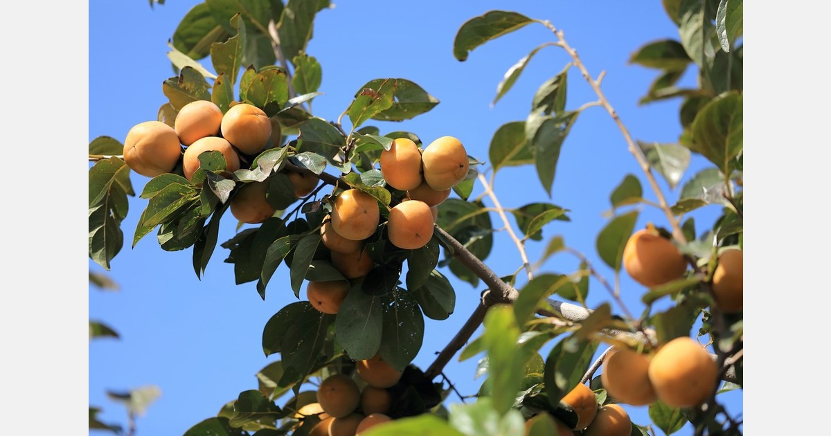 "La temporada del kaki se extiende hasta mediados de noviembre, con ...