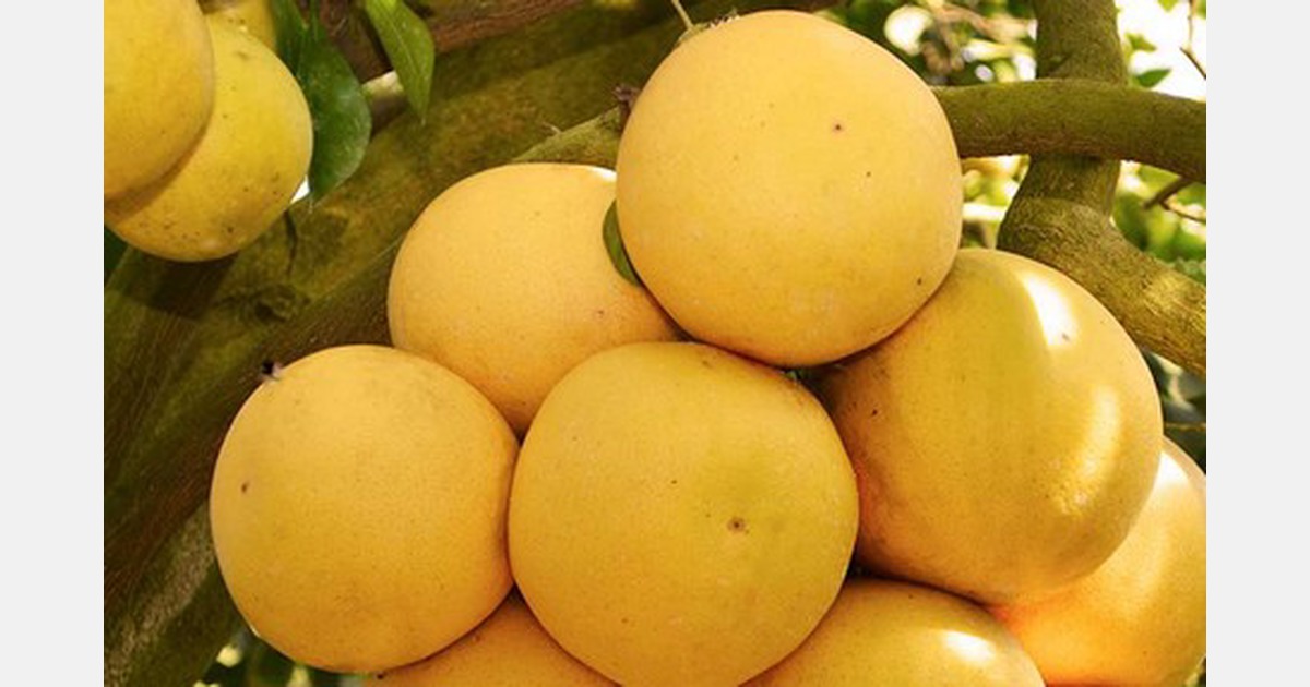 Los productores de pomelo de Florida disfrutan de un buen tiempo