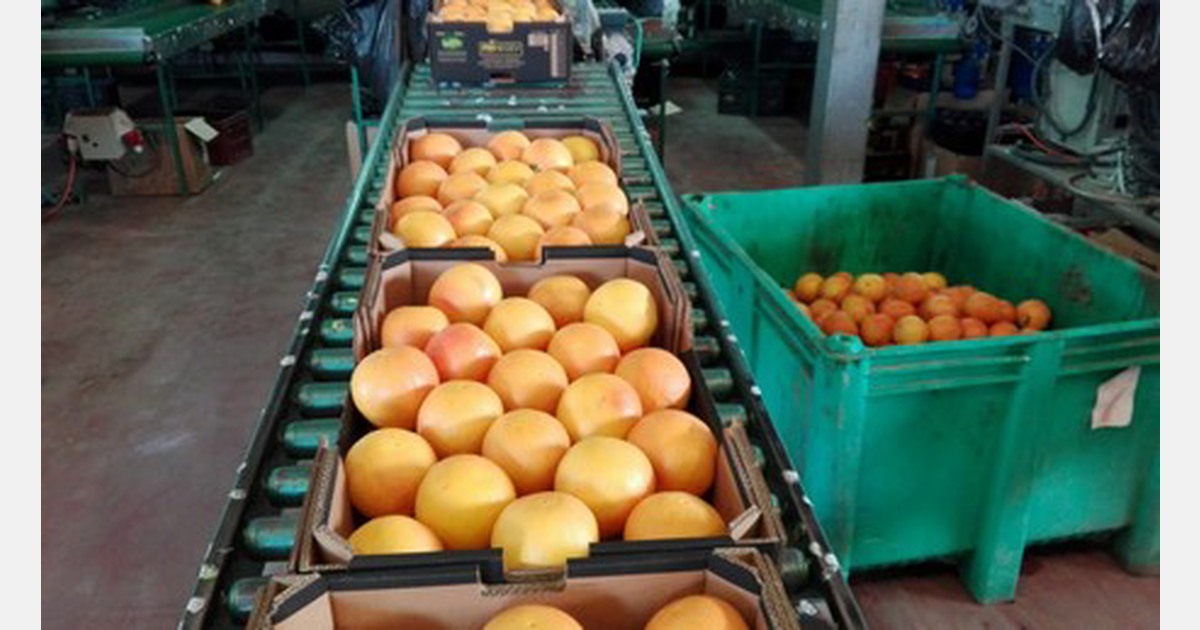 La temporada del pomelo israelí se ha recuperado