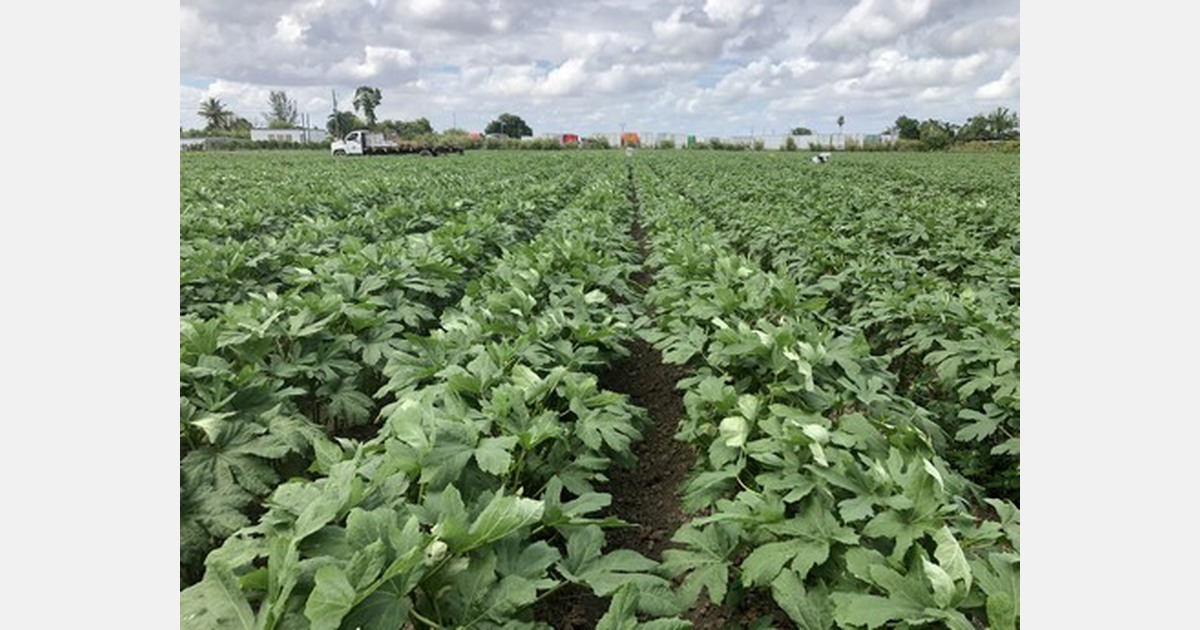 Los productores de Florida perciben una mayor demanda de okra india