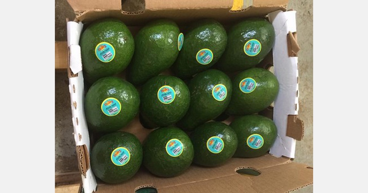 Los productores de aguacate de Florida esperan mayores volúmenes