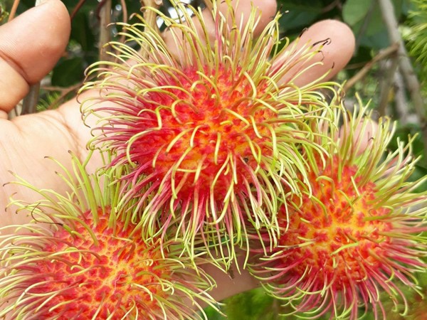 Los productores esperan mejores precios para el rambután esta temporada