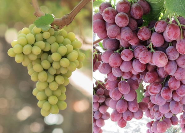 "Las tendencias en la categoría de 'snacks' influyen en nuestro ...