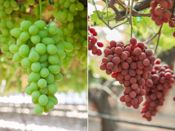 "Las tendencias en la categoría de 'snacks' influyen en nuestro ...