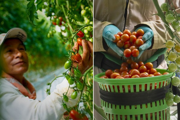 NatureSweet se asocia con el productor mexicano de invernadero Ganfer