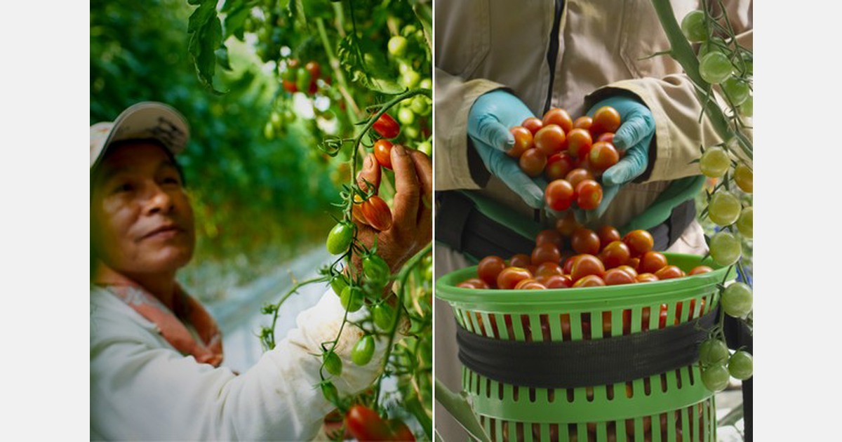 NatureSweet se asocia con el productor mexicano de invernadero Ganfer