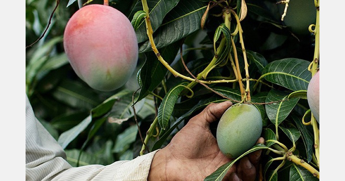 Actualización de la cosecha de mango en Brasil y Ecuador