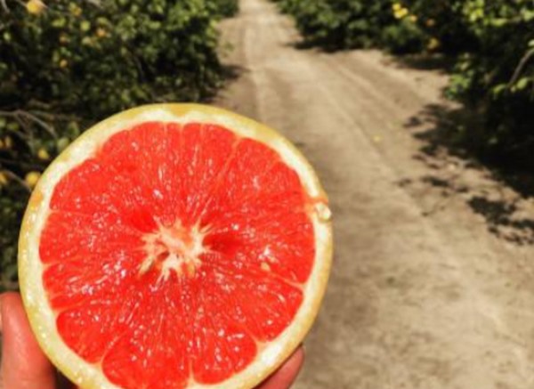 "Texas es conocida por producir una de las variedades de pomelo más dulces"