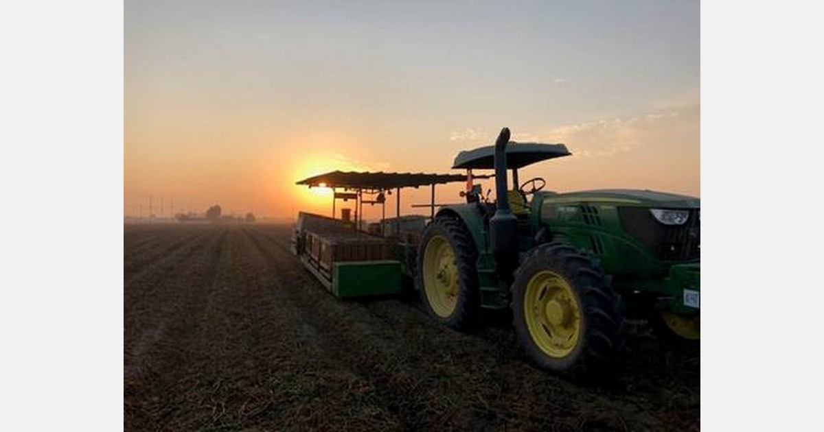 Lanzan una nueva batata morada producida en California