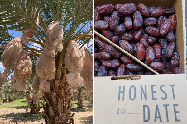 Esta temporada hay más dátiles Medjool de México