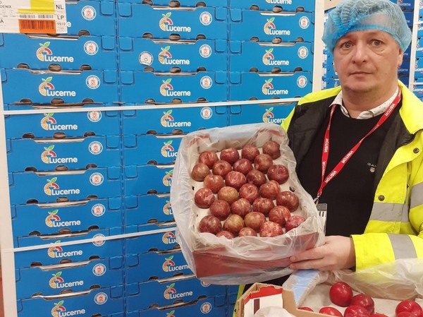 Ya están en el Reino Unido las primeras ciruelas Red Phoenix de Sudáfrica