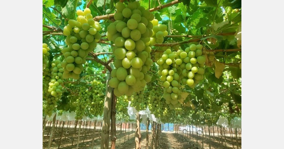 Perú termina la temporada de uva con un crecimiento mayor al previsto