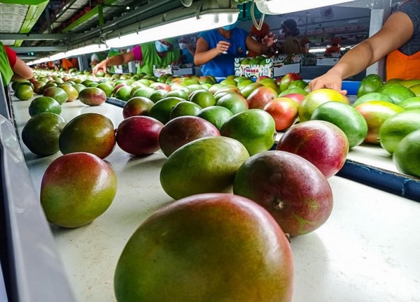 La exportadora de mango Freska anuncia una sociedad de capital con la ...