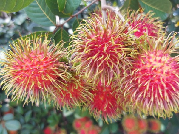 El rambután de Guatemala es de mejor calidad esta temporada