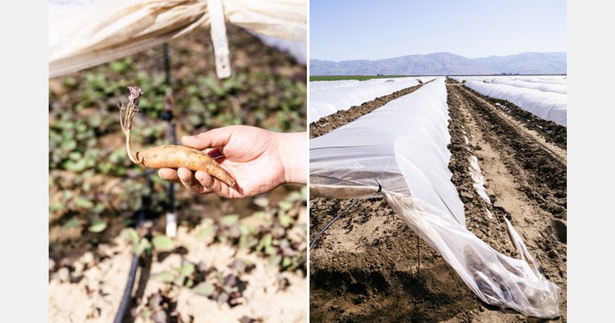 La oferta de batata de California está menguando