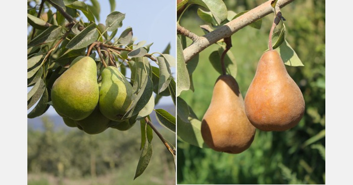 La cosecha de pera ecológica del Pacífino Noroeste se presenta prometedora