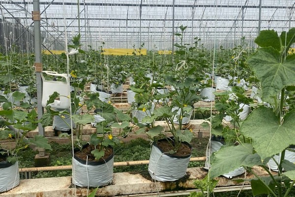 Arranca la temporada de cucurbitáceas en México