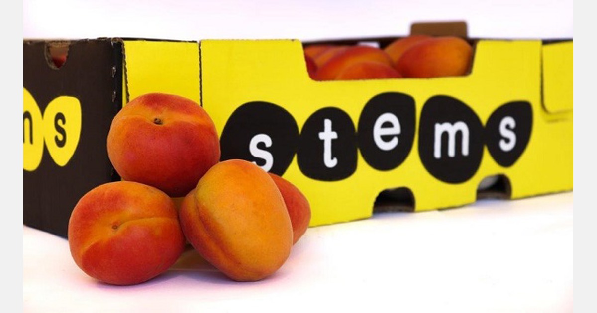 El consumidor español de fruta de hueso exige lo mejor