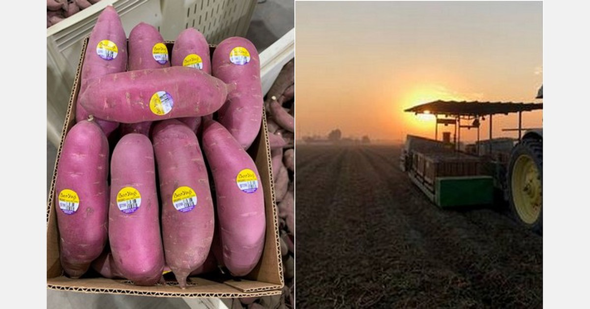 La superficie dedicada a las batatas especiales aumenta en California
