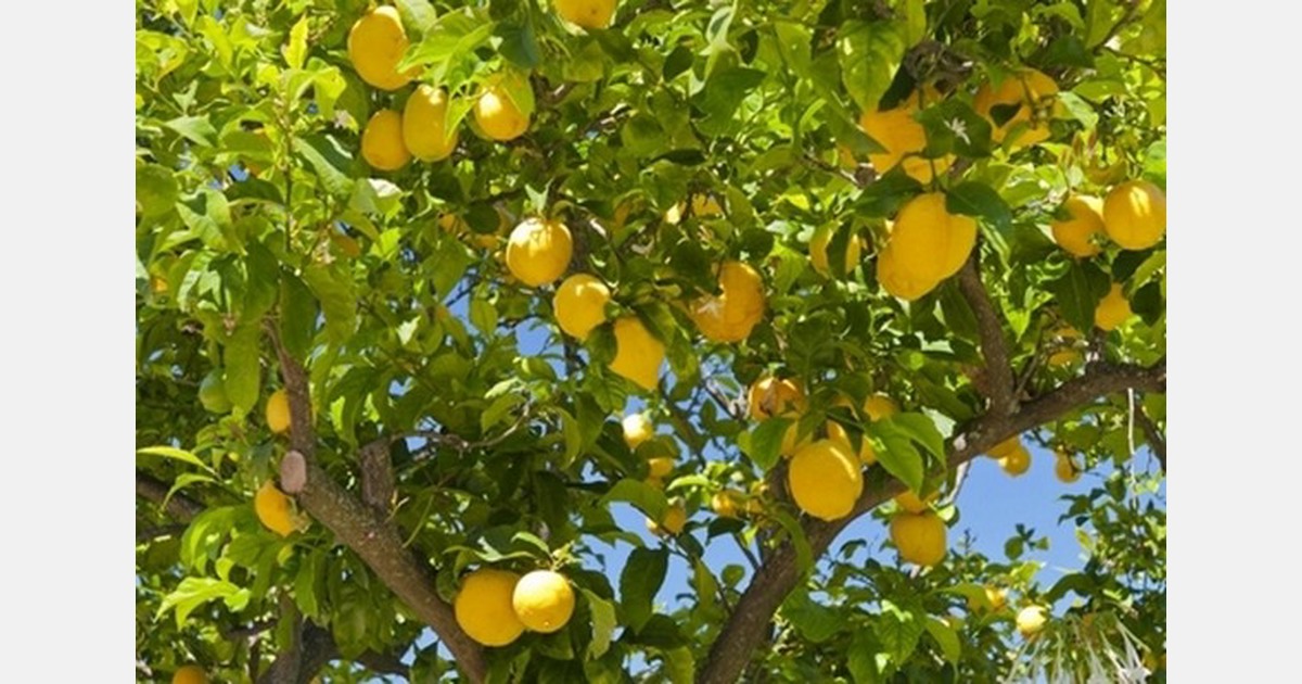 Los limones mexicanos son de gran calidad