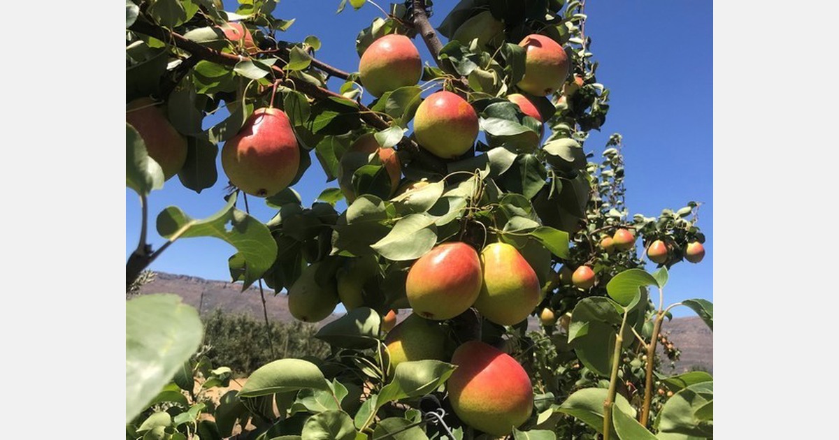 Nuevas experiencias gastronómicas con la pera Eden Gold de Israel