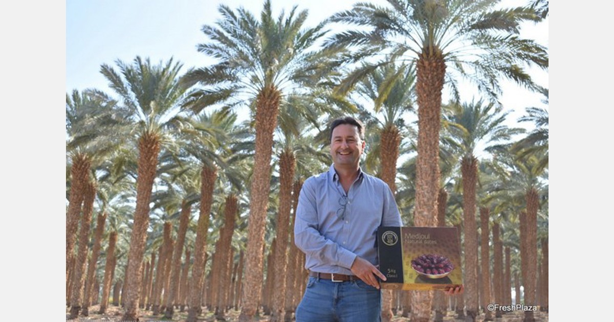 La mitad de los dátiles Medjool del mundo crecen en palmeras israelíes