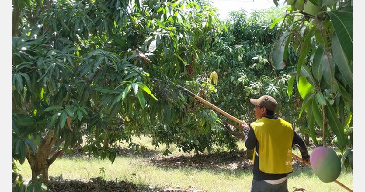 Sudamérica despacha mayores volúmenes de mango a los EE. UU. esta temporada