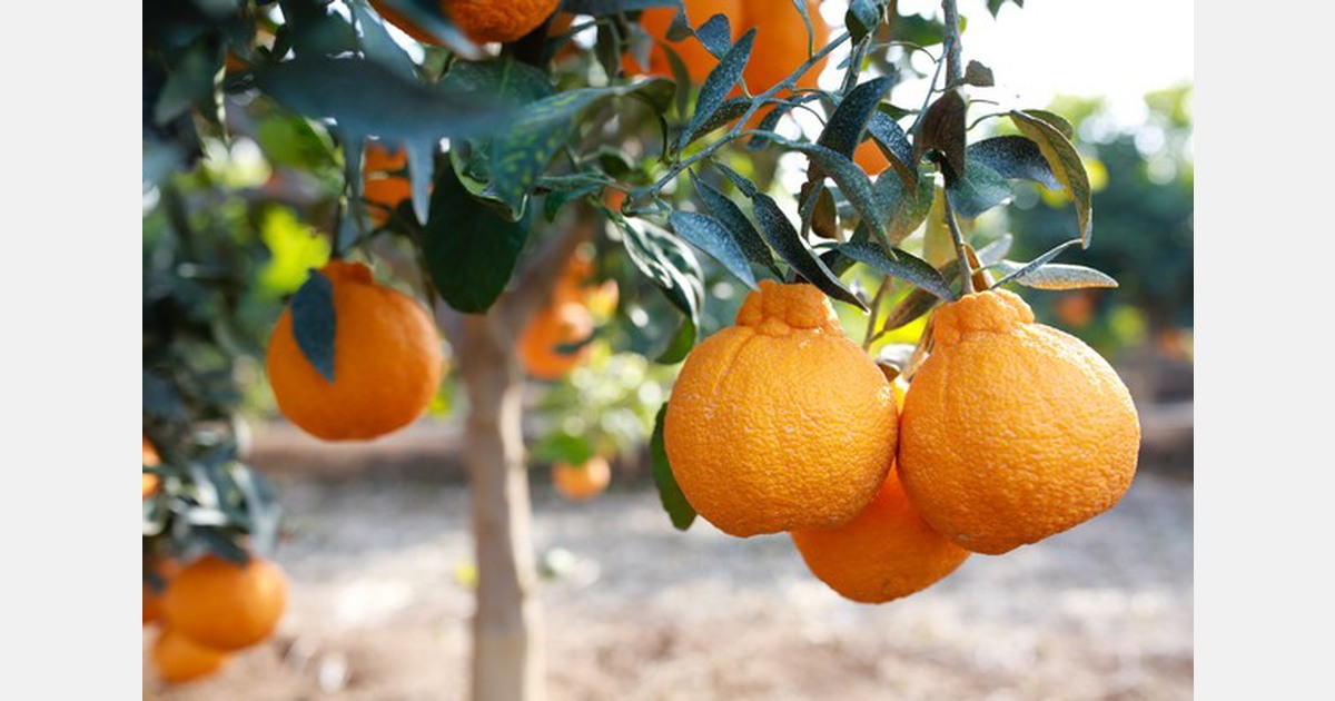 Crece la disponibilidad de Sumo Citrus esta temporada