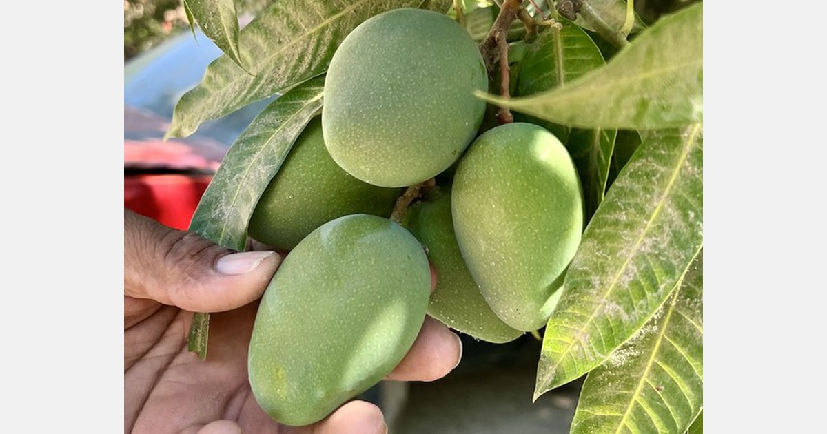 Los mangos de azúcar colombianos debutarán en EE. UU. en marzo