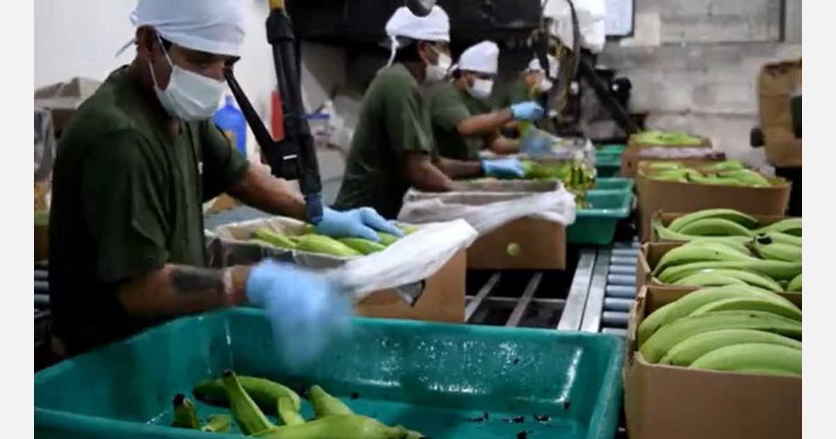 Las lluvias tardías estimulan el suministro de plátanos de Ecuador